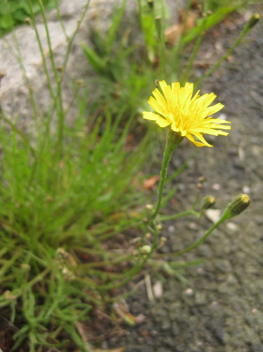 Höstfibbla – Laimas flora
