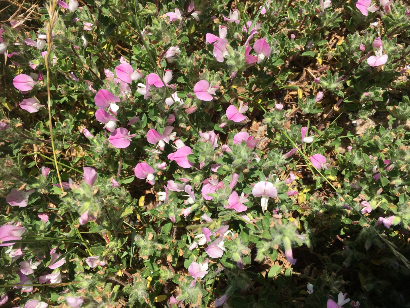 Puktörne – Laimas flora