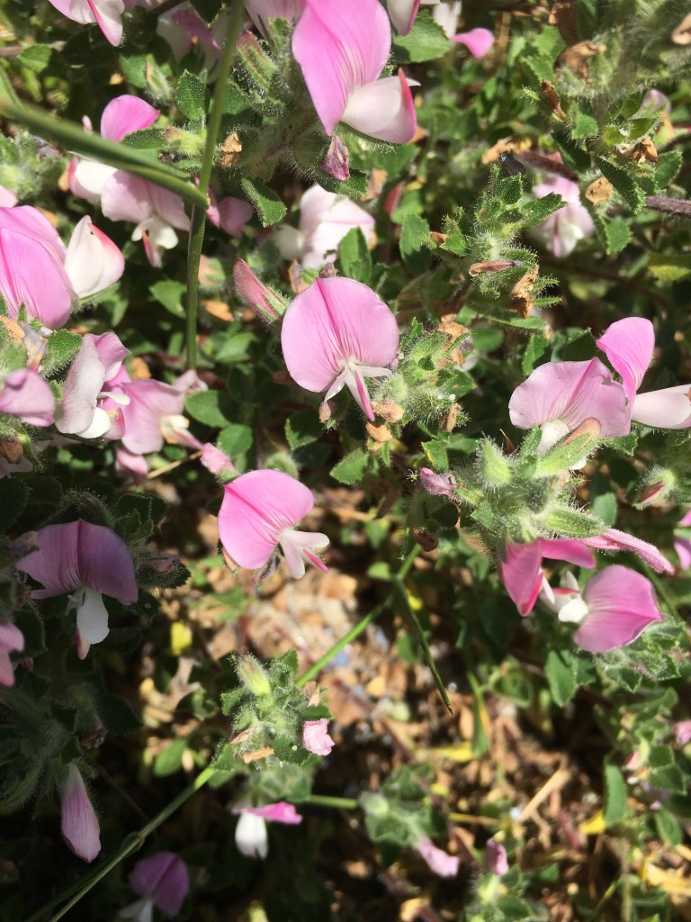 Puktörne – Laimas flora